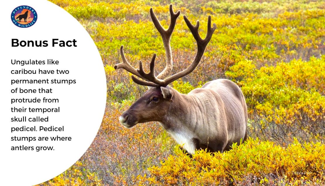'Click' Through for Some Caribou Fun Facts | Defenders of Wildlife